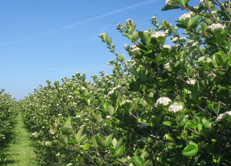 Aronia - Pepiniera Moara